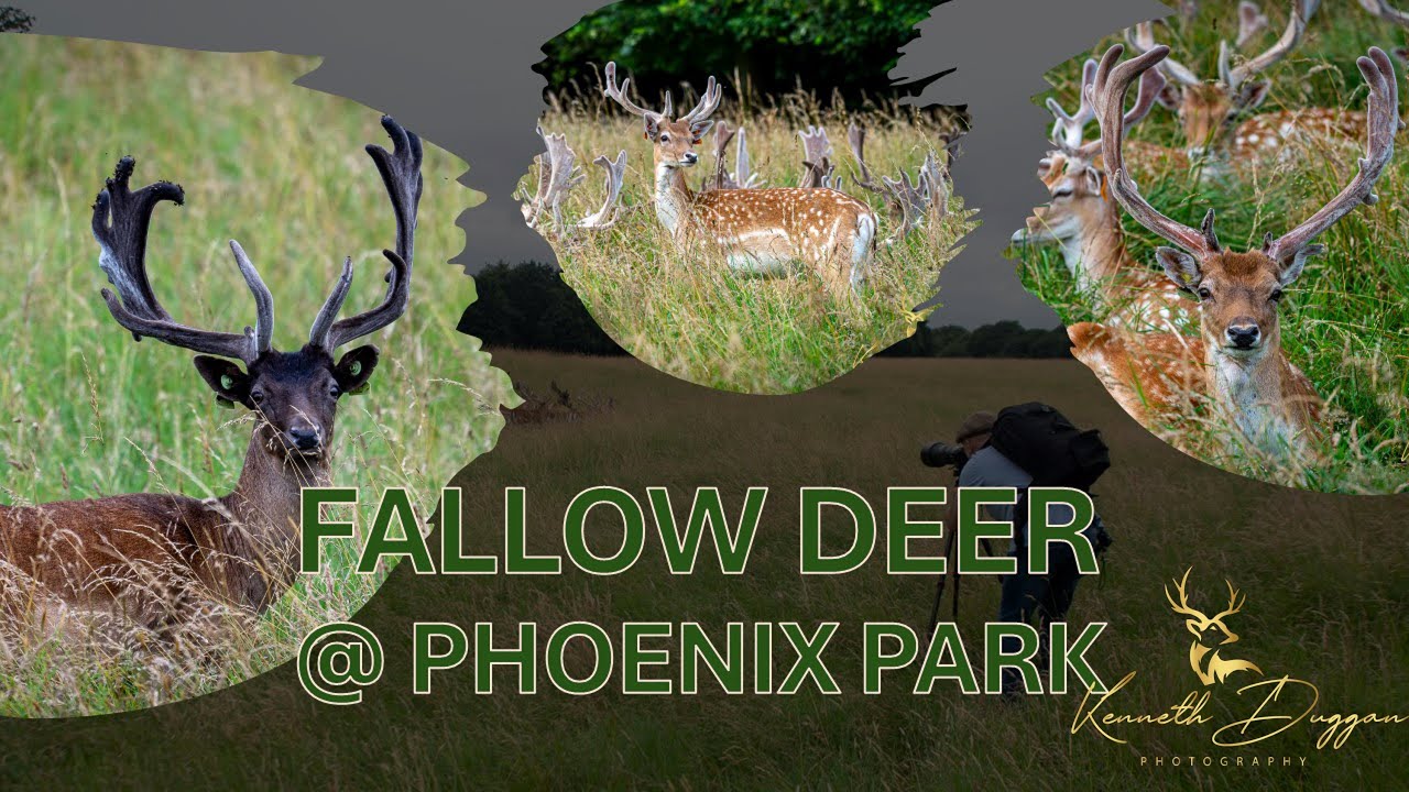 Fallow Deer @ Phoenix Park with Nikon Z611 &180-600mm Lens @Irish ...