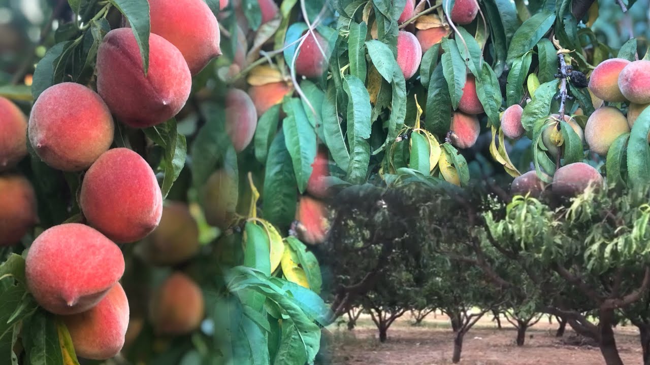 Visit to Beautiful Golden Peach 🍑 Orchard - YouTube