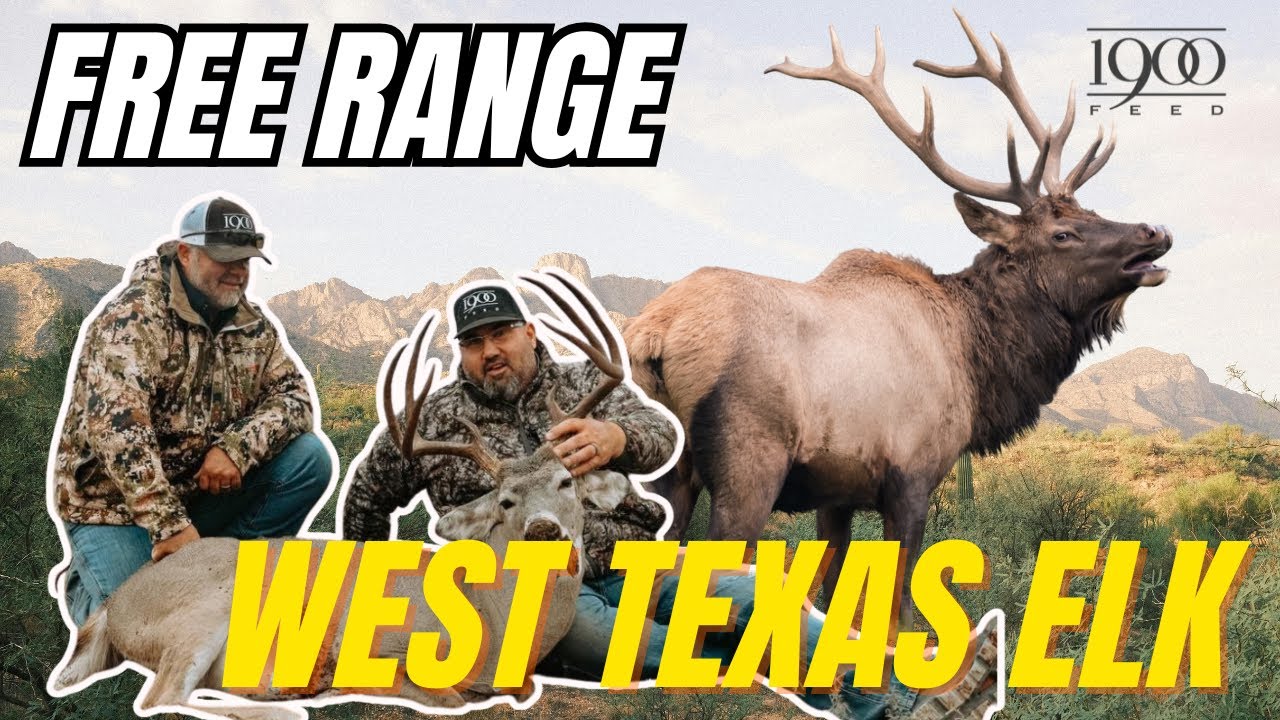 Tracking a Massive Free Range Elk Bull in Texas - YouTube