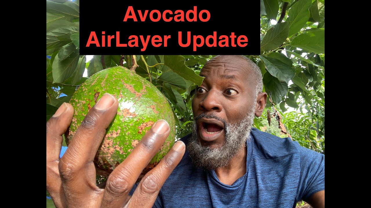 Avocado Air Layer Update - YouTube