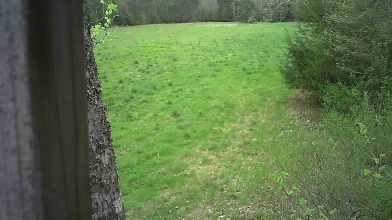 Turkey Hunting from Dads Tree Stand - YouTube
