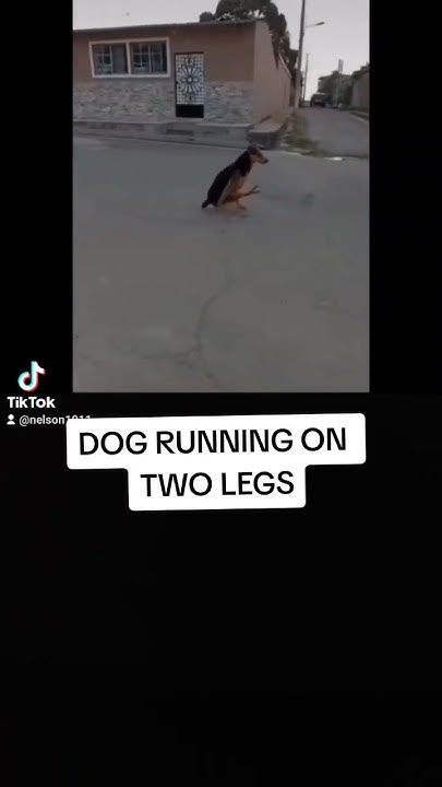 DOG RUNNING ON TWO LEGS - YouTube