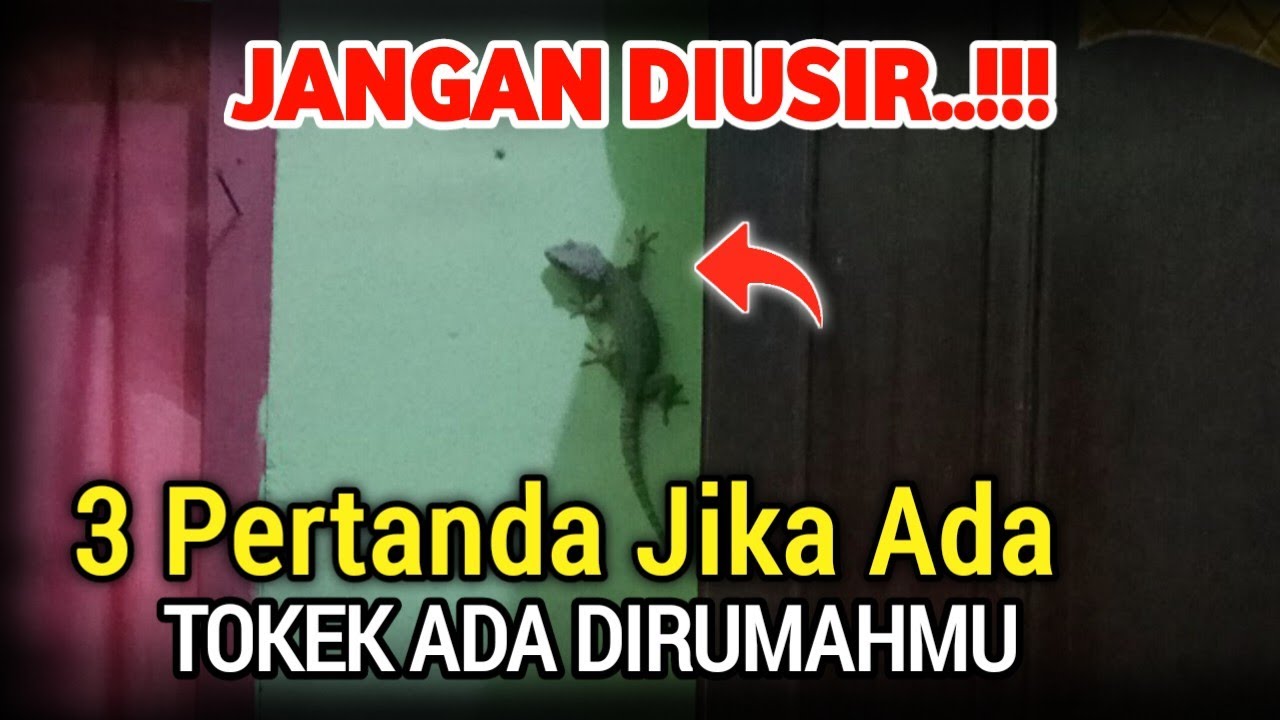 Mitos Tokek Dalam Rumah Menurut Islam - YouTube