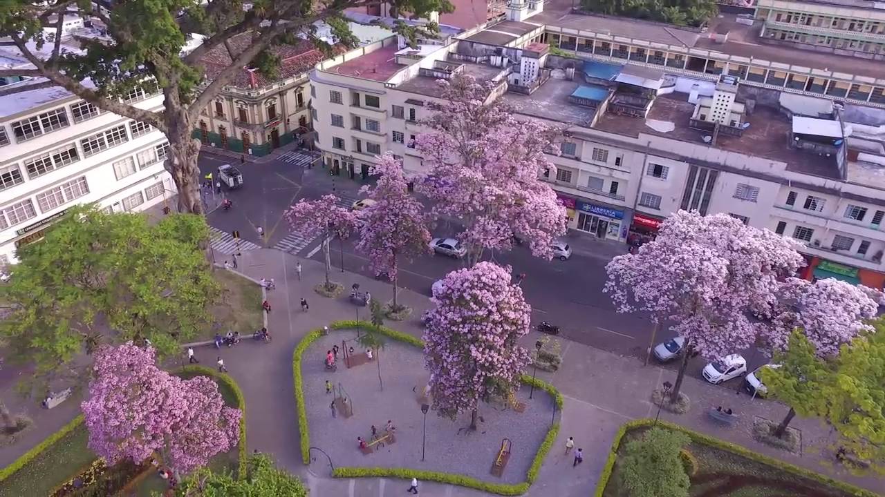 Ocobos de Ibagué con un dron - YouTube