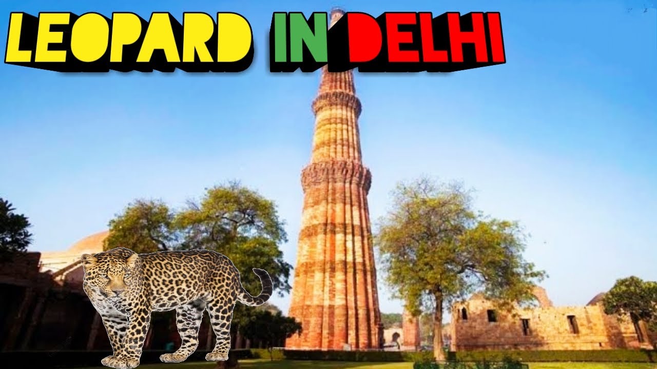 LEOPARD IN DELHI | Leopard Caught On Camera trap At Asola Bhatti ...