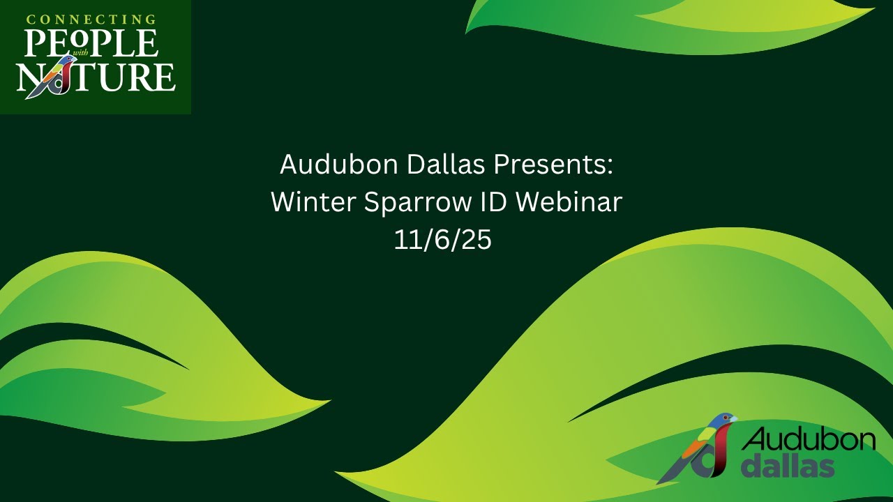 Audubon Dallas: Winter Sparrow ID Webinar - YouTube
