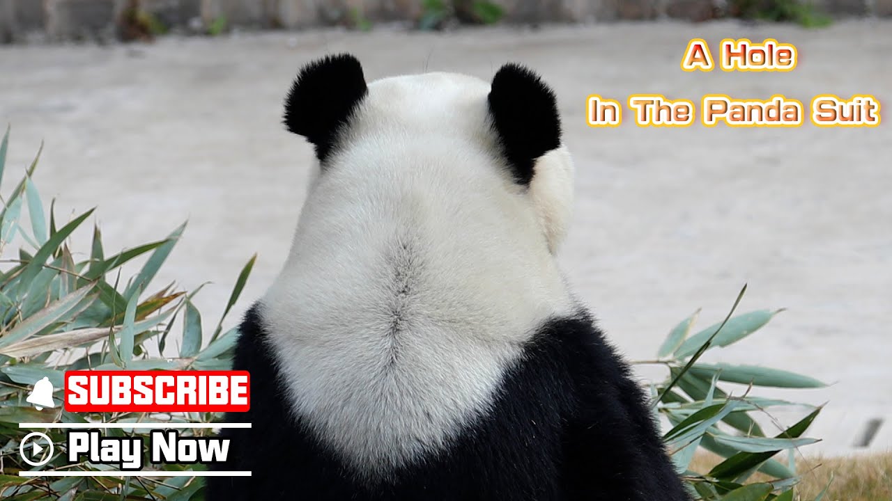 Fake Panda? Your Suit Has A Hole In It | iPanda - YouTube