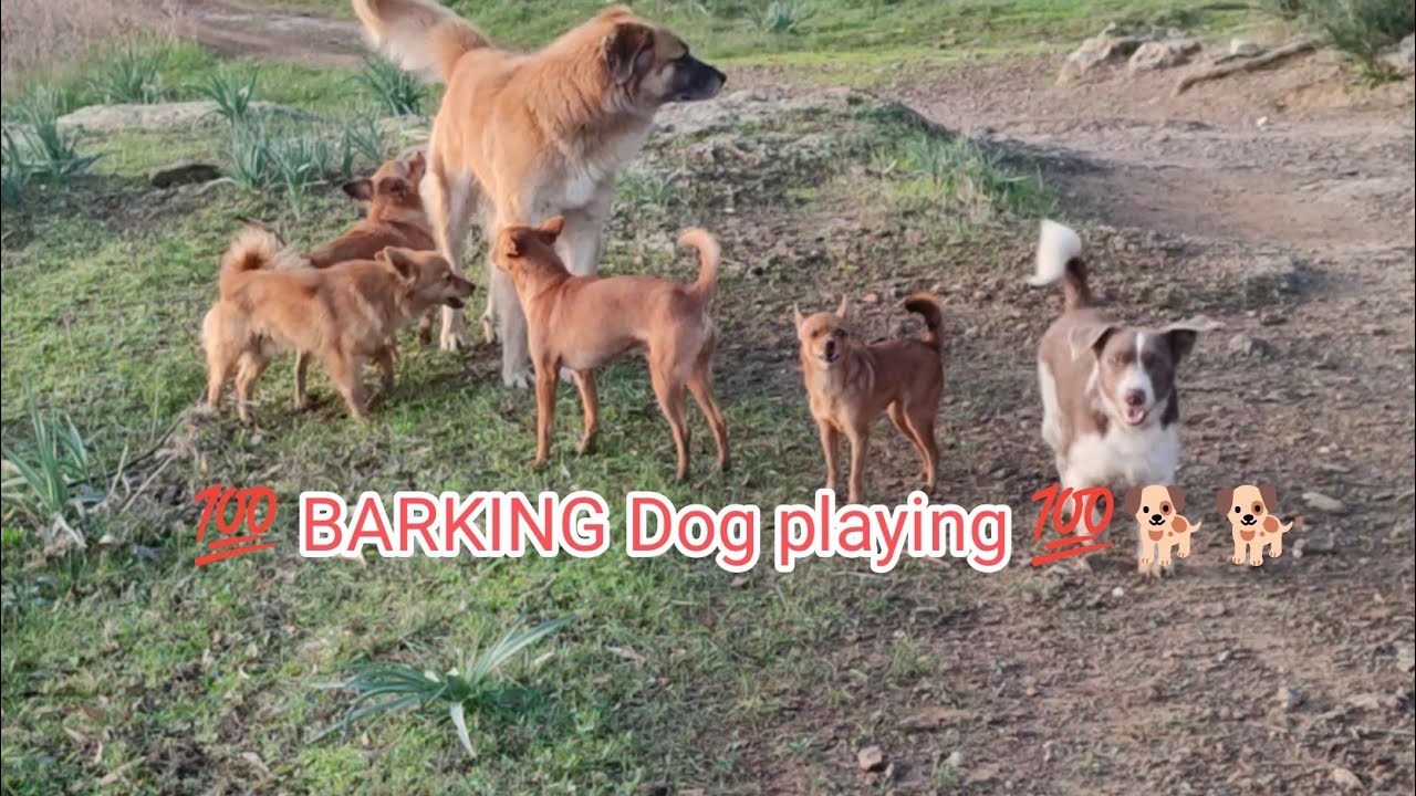 #cute barking playing Dogs 💯#sound Puppy dog compilation 💯 - YouTube