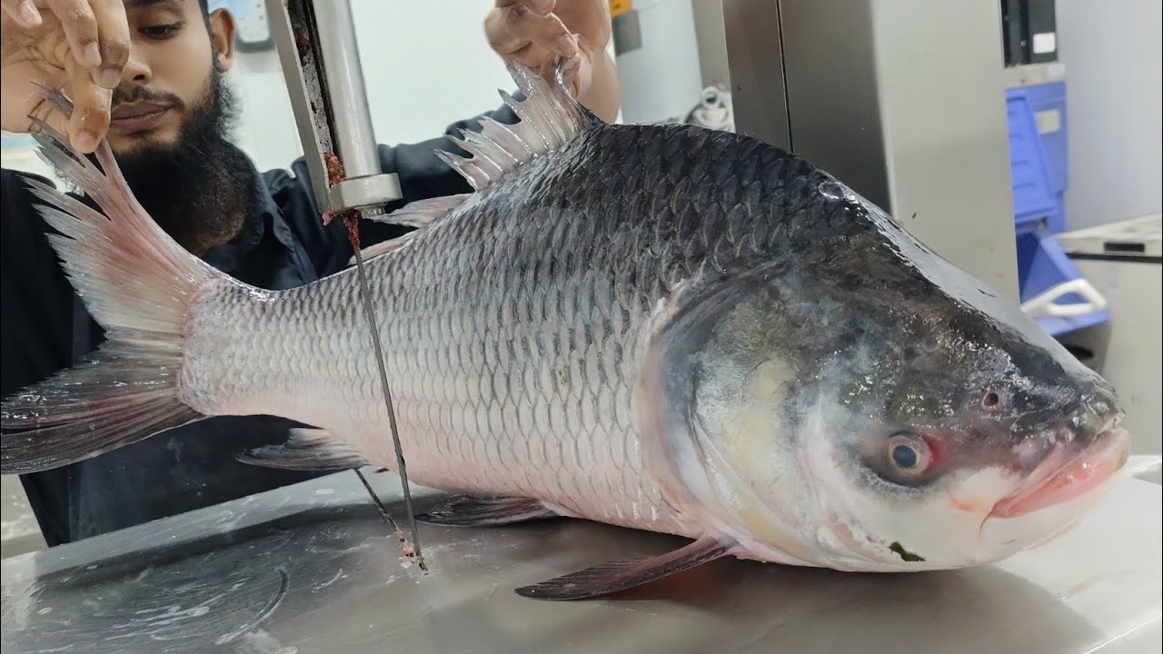 giant River super fresh big catla fish sea fish tuna fish river fish ...