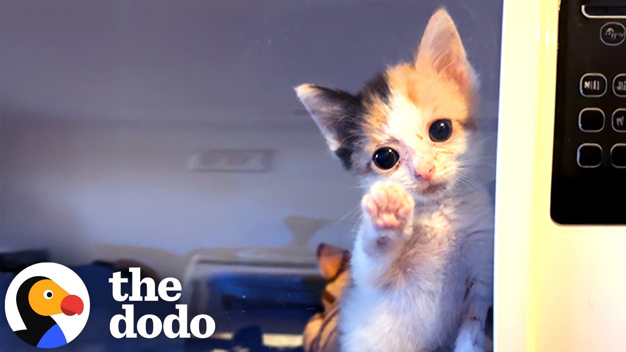 Kitten Finds Her Soul Sister in Quarantine | The Dodo - YouTube
