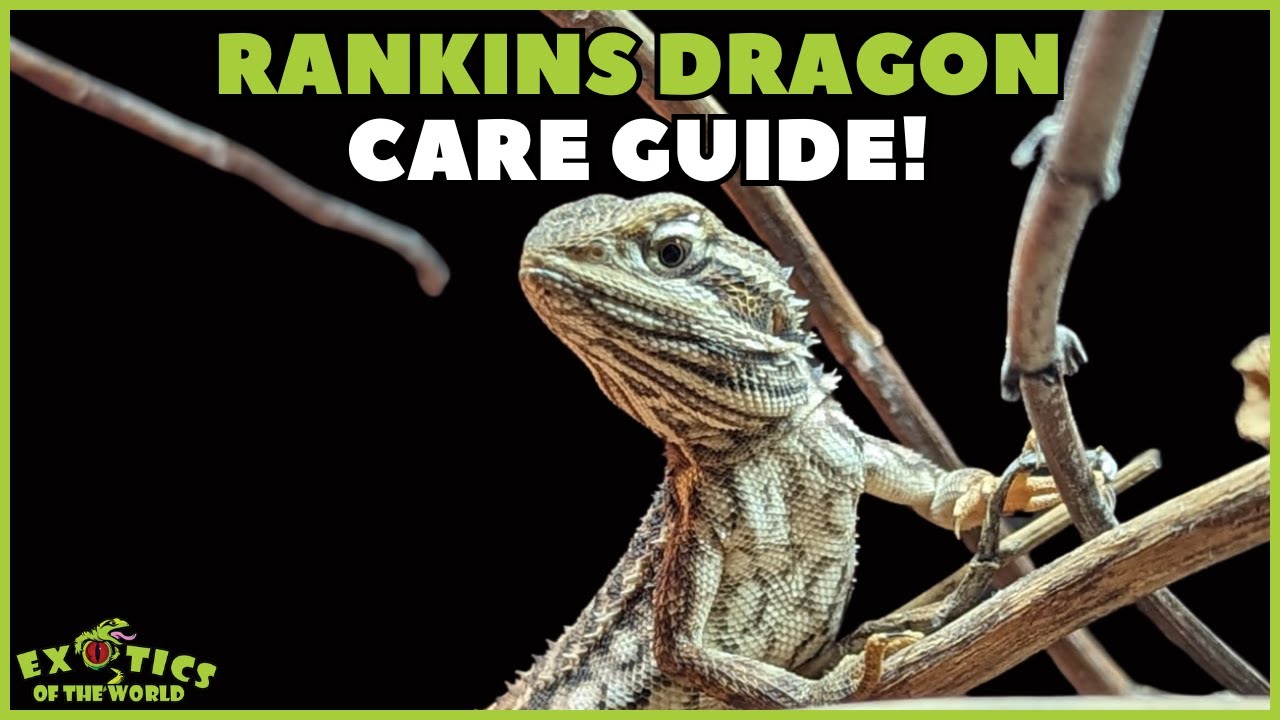 Rankins Dragon Care Guide - How To Care For Your Rankins Dragon - YouTube