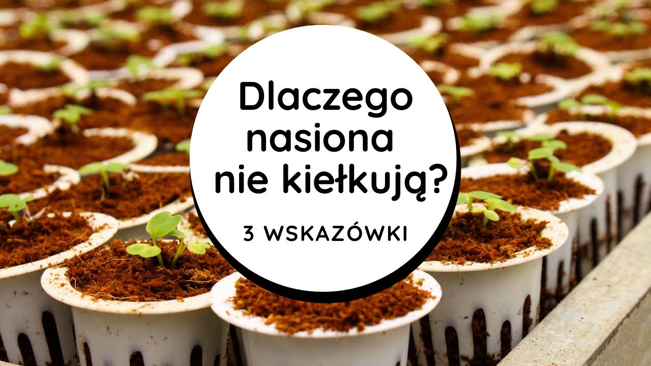 🤔Dlaczego nie kiełkuje? Zaprawianie kwasem acetylosalicylowym ...