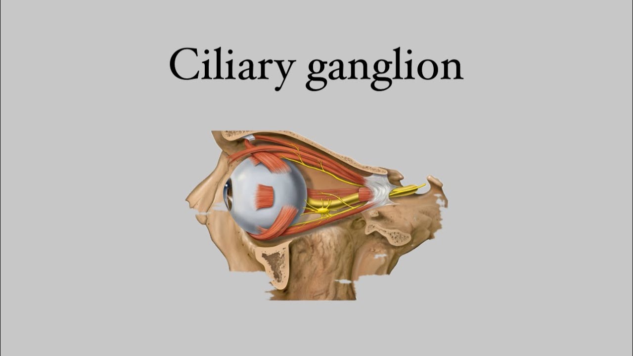 Ciliary ganglion - YouTube