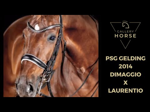 NEW DRESSAGE HORSE - SMALL TOUR - GELDING - 2014 - GHS2538