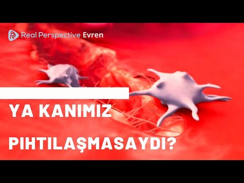 DAMARLARIMIZDAKİ MUCİZE