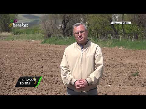 Tarımsal Eğitim - Çerezlik Ayçiçeği Yetiştiriciliği