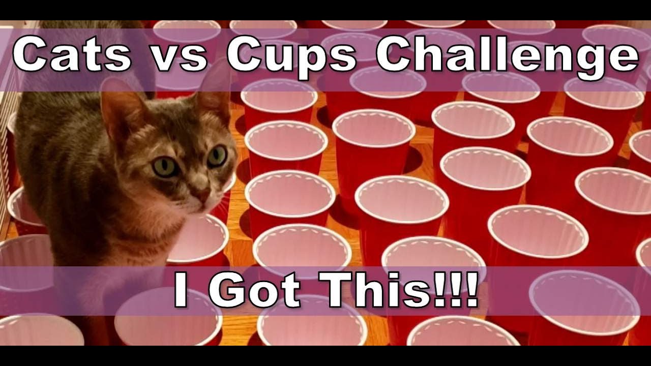 Cats Vs Cup - YouTube