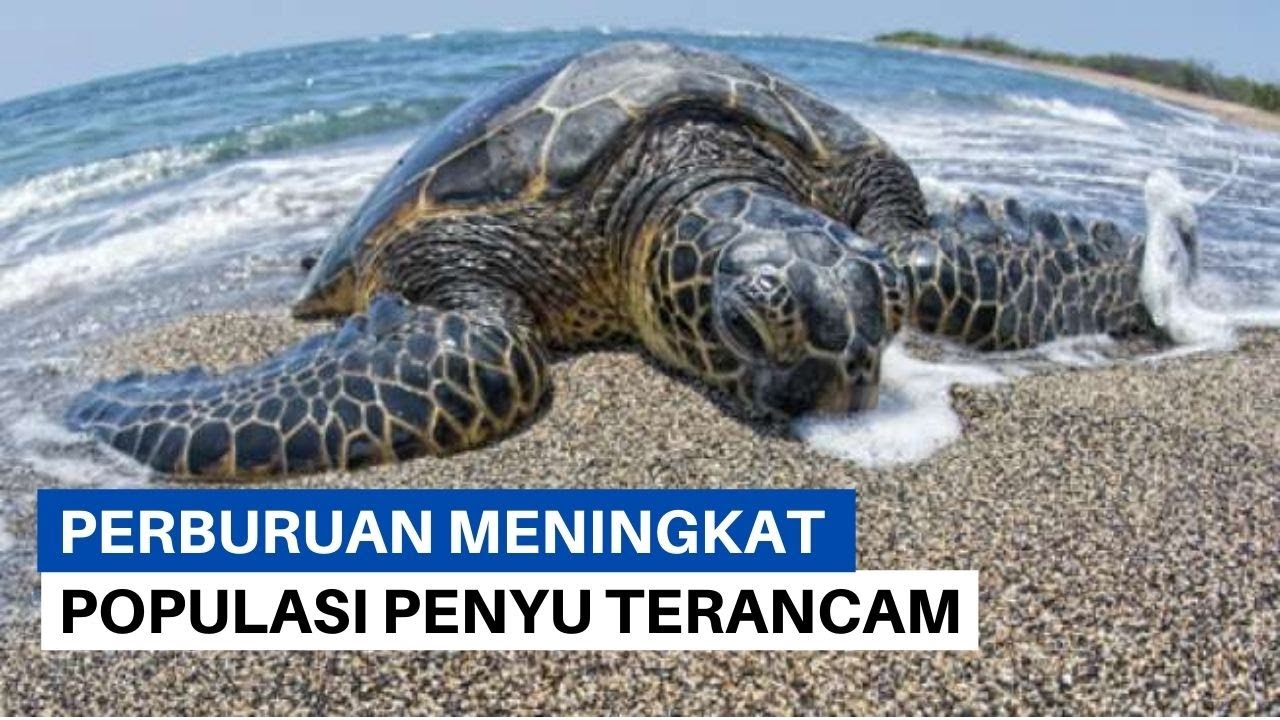Terus Diburu, Penyu di Indonesia Terancam Tinggal Nama - YouTube