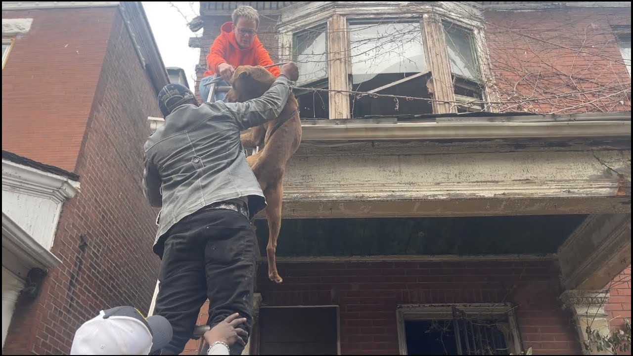 An EPIC Rescue! - Stray Rescue of St.Louis - YouTube