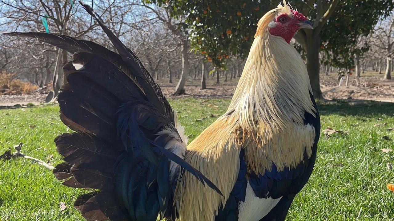 Feg Toppy grey jr belt bloodline - YouTube