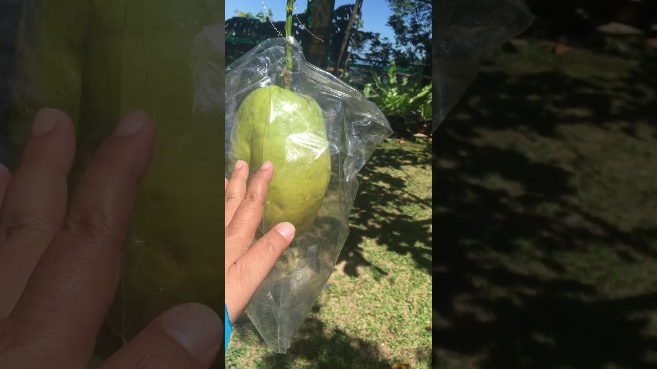 Giant passion fruit - YouTube
