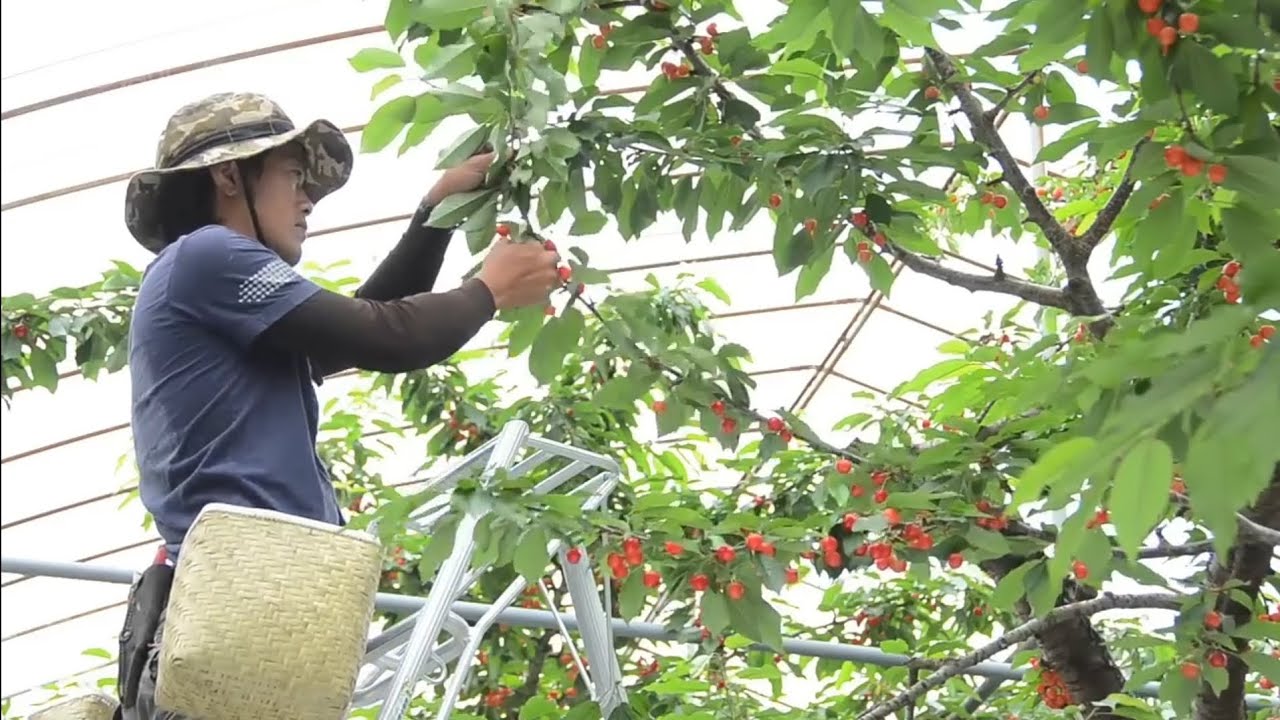 The Farmer - World's Most Expensive Cherry - Amazing Japan Agriculture ...