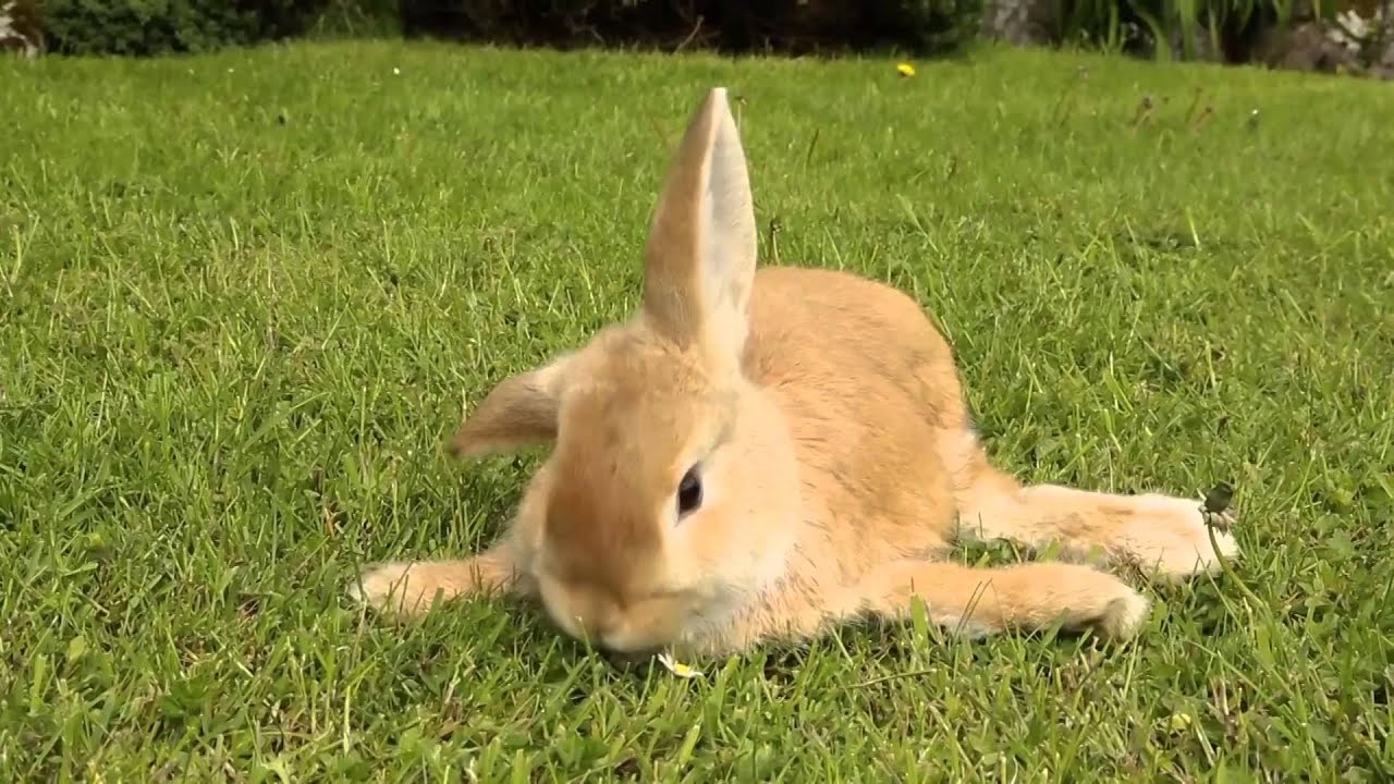 Flopsy the rabbit rescued after being dumped due to disability - YouTube