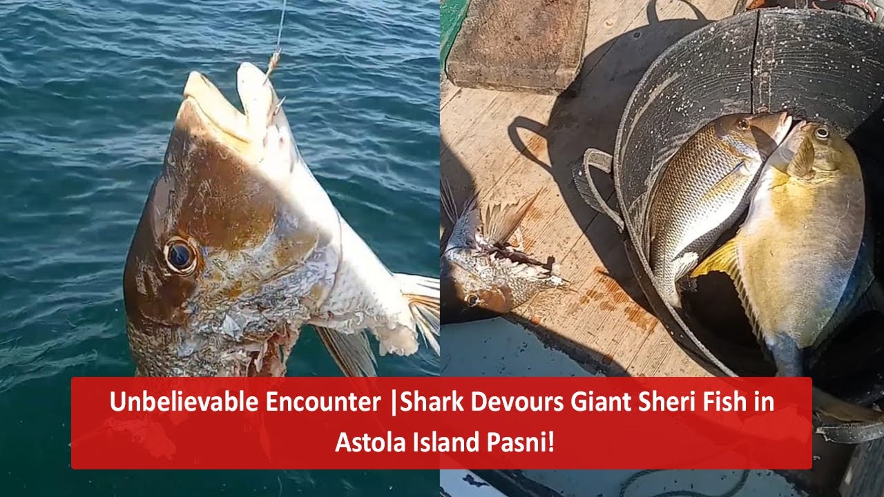 Unbelievable Encounter |Shark Devours Giant Sheri Fish in Astola Island ...