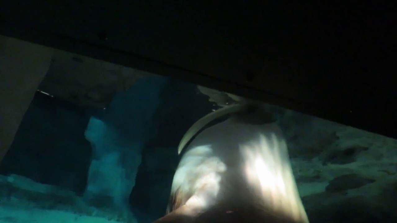 MASSIVE WALRUS MOVES FLIPPERS & DOES A 360 DEGREE TURN & HAS LONG TUSKS ...