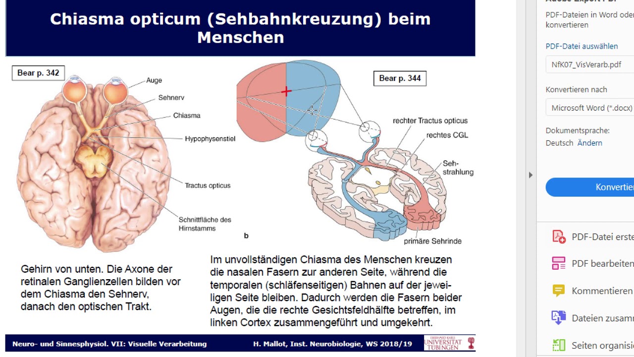 Chiasma Opticum - YouTube