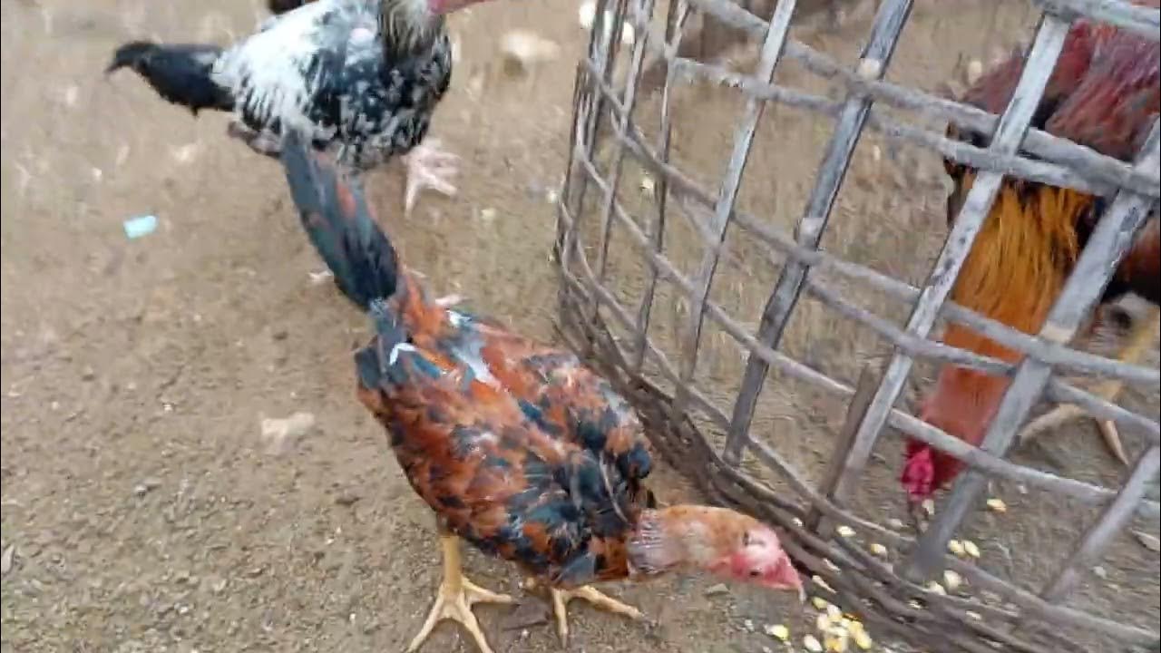 coj sawv daws los saib kuv li me nyuam qaib - YouTube