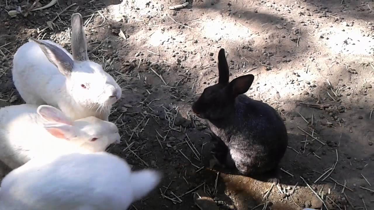 Goodbye rabbits :( - YouTube