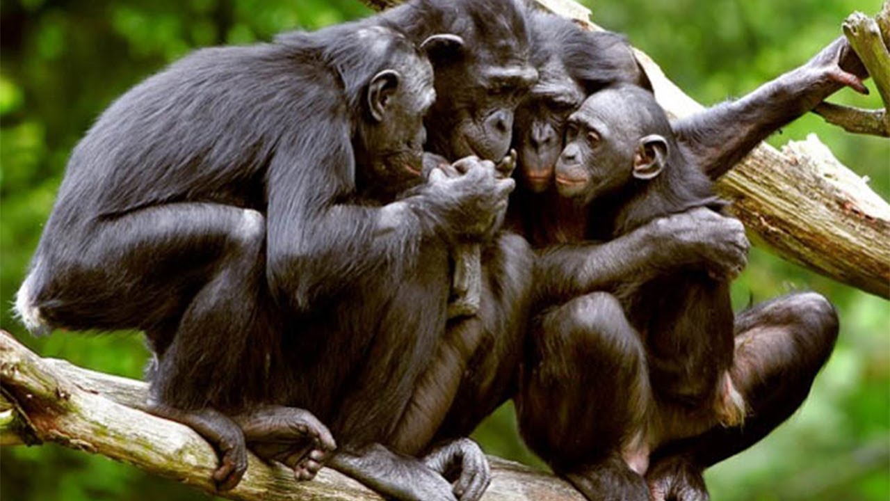 Animal chimpanzee – chimp screams, ape, monkey. - YouTube