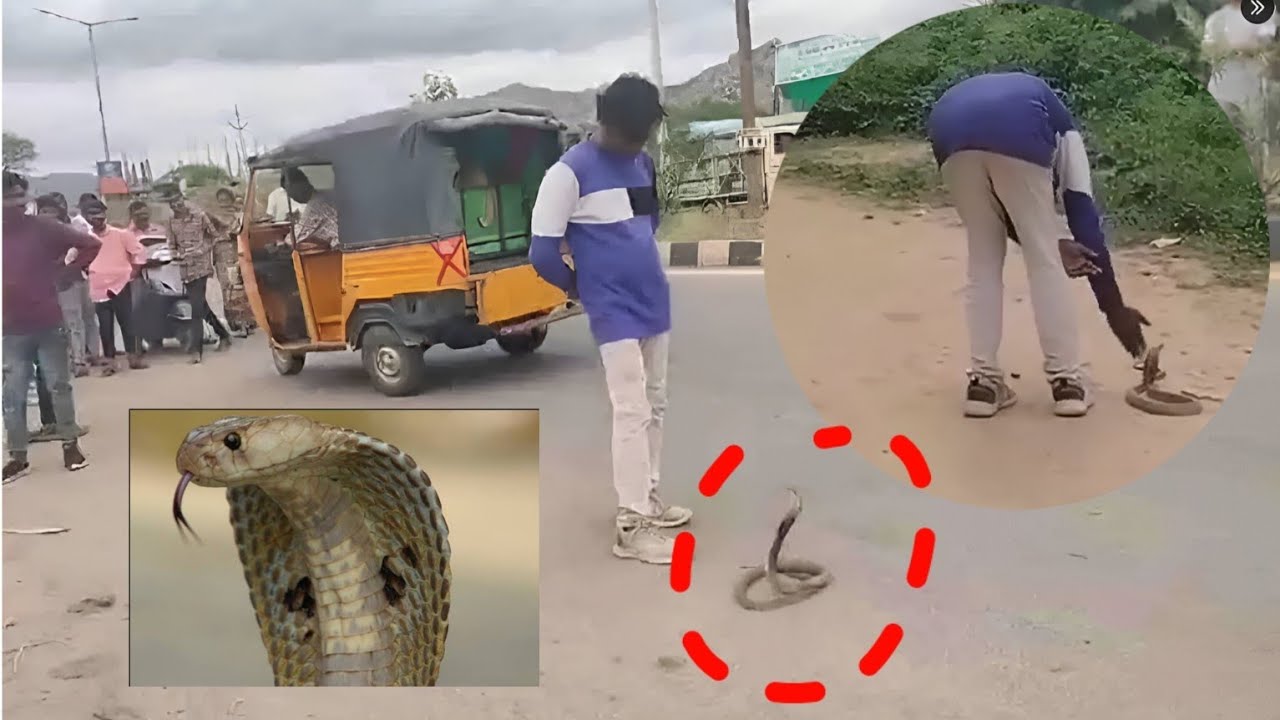Drunk Man Provokes Cobra, Gets Bitten #cobra #drunkmansnake #snake # ...