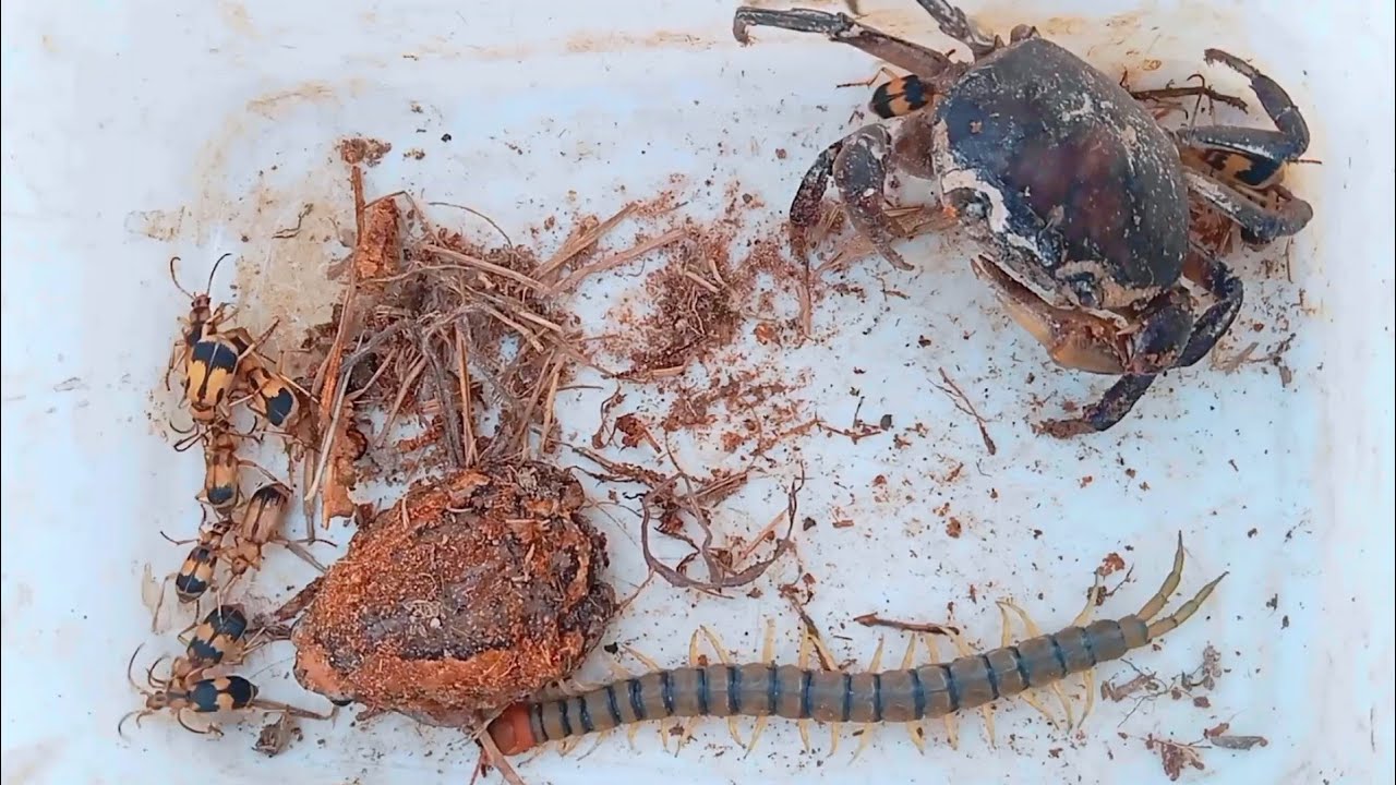 Hunting down centipede, frog, crab and Prionus beetle in their natural ...