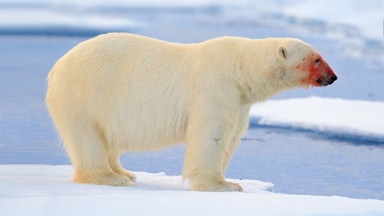 The fatal polar bear attack on Christopher Enek - YouTube
