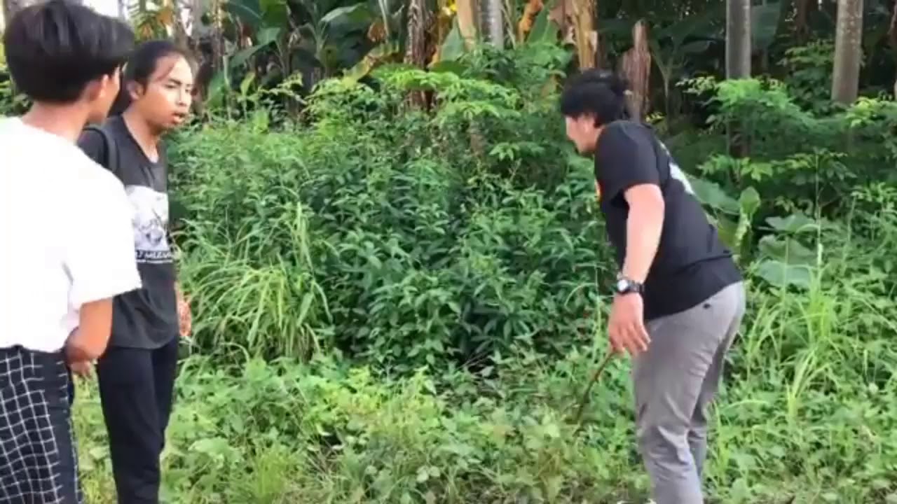 ADAM ELVAN VS PECOK GURAME | "tua tua batu" - YouTube