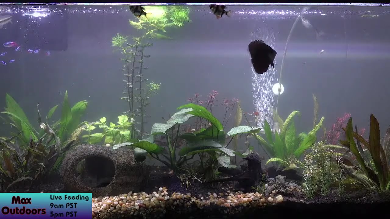 Tropical Fish Tank LIVE - YouTube