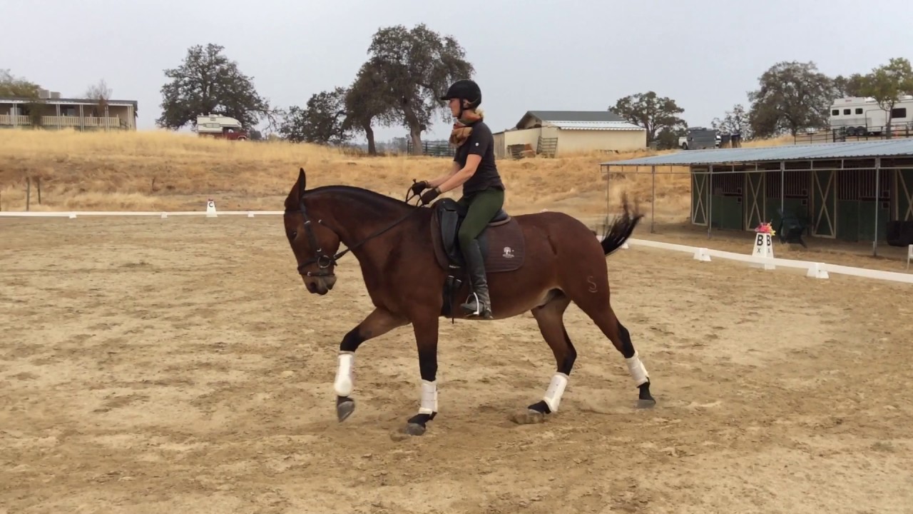 Mule Dressage