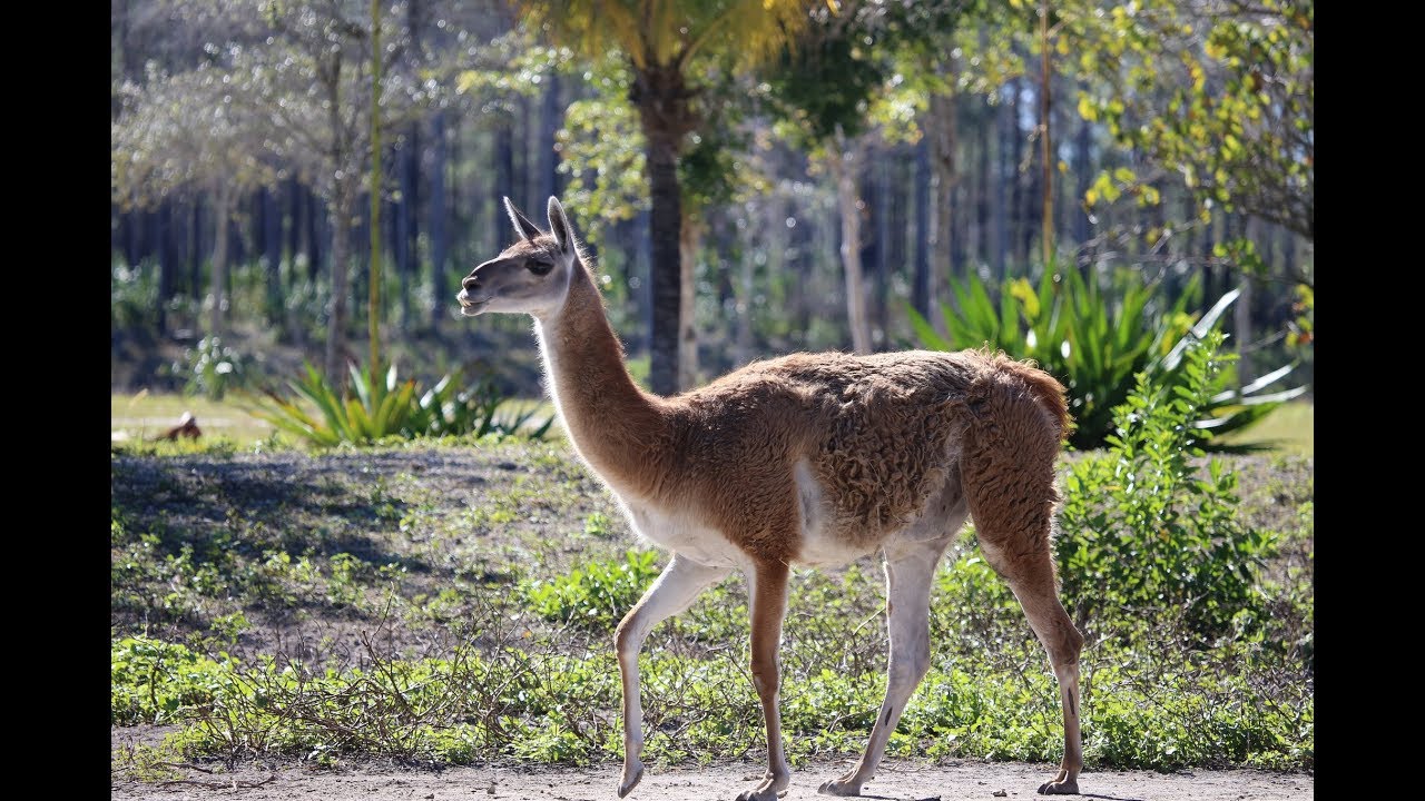 Facts about the lesser-known relative of the camel - GUANACO - YouTube