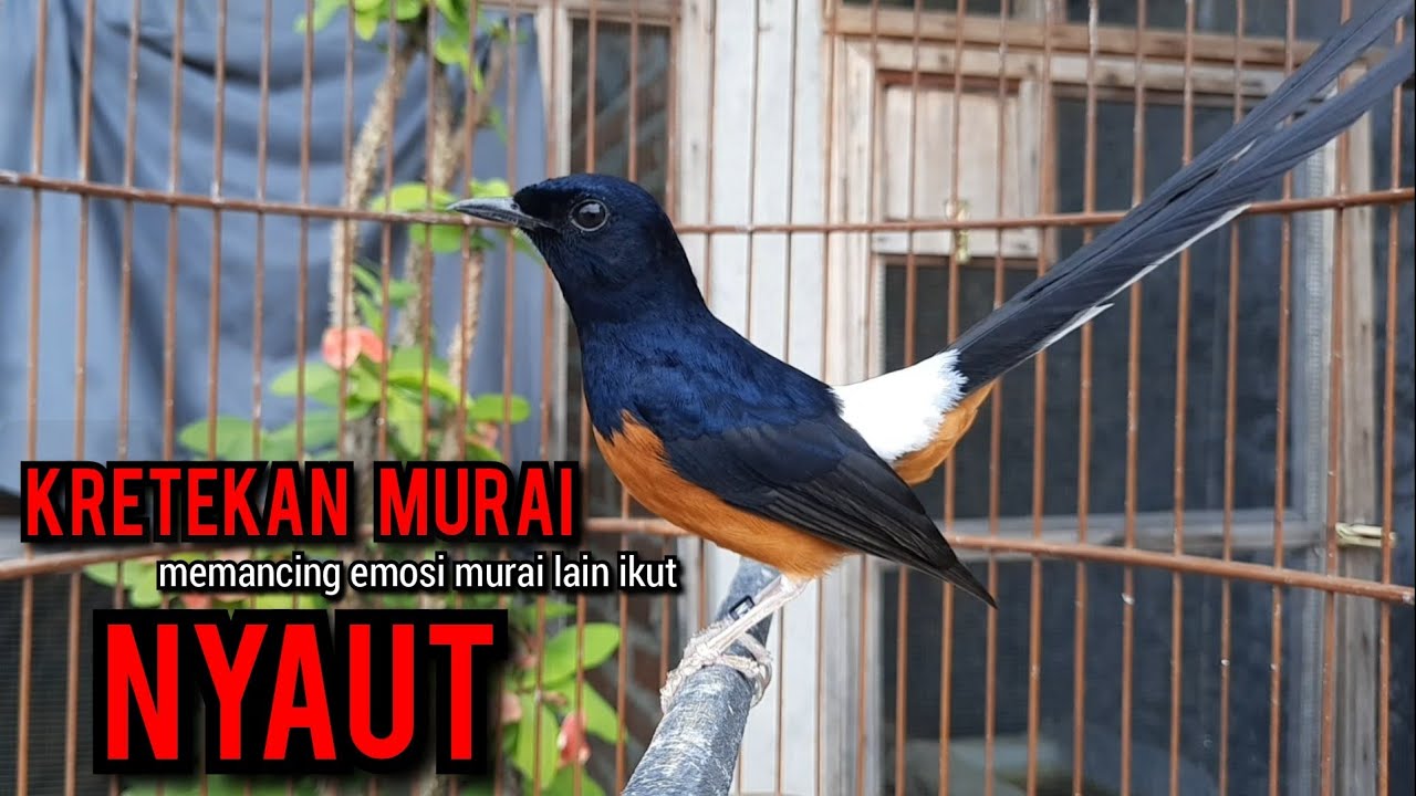 KRETEKAN murai batu gacor PASTOL memancing emosi BUAT PANCINGAN murai ...