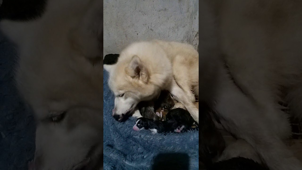Husky babies😍 - YouTube