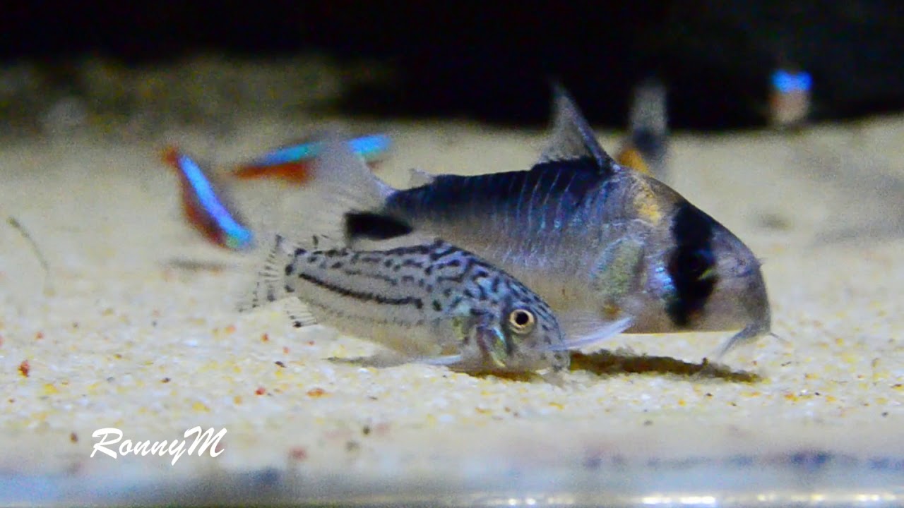 Cute little Corydoras - YouTube