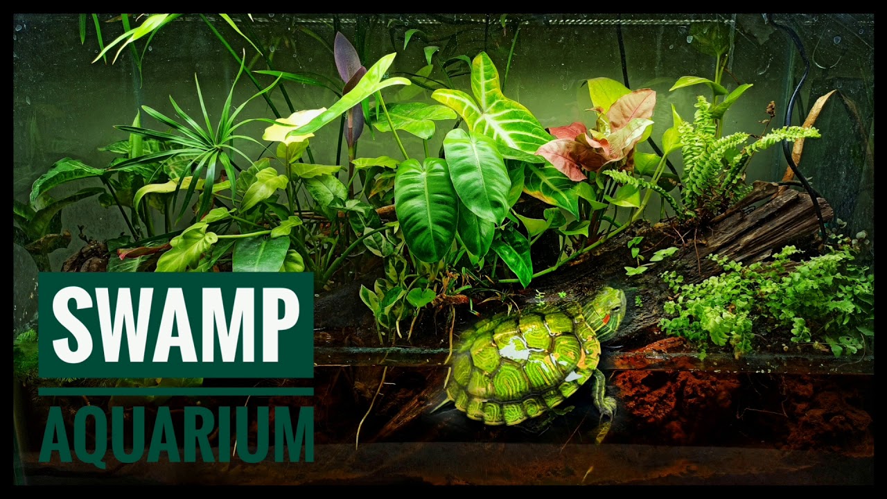 Swamp Aquarium: suitable for Turtles - Red Eared Sliders - YouTube