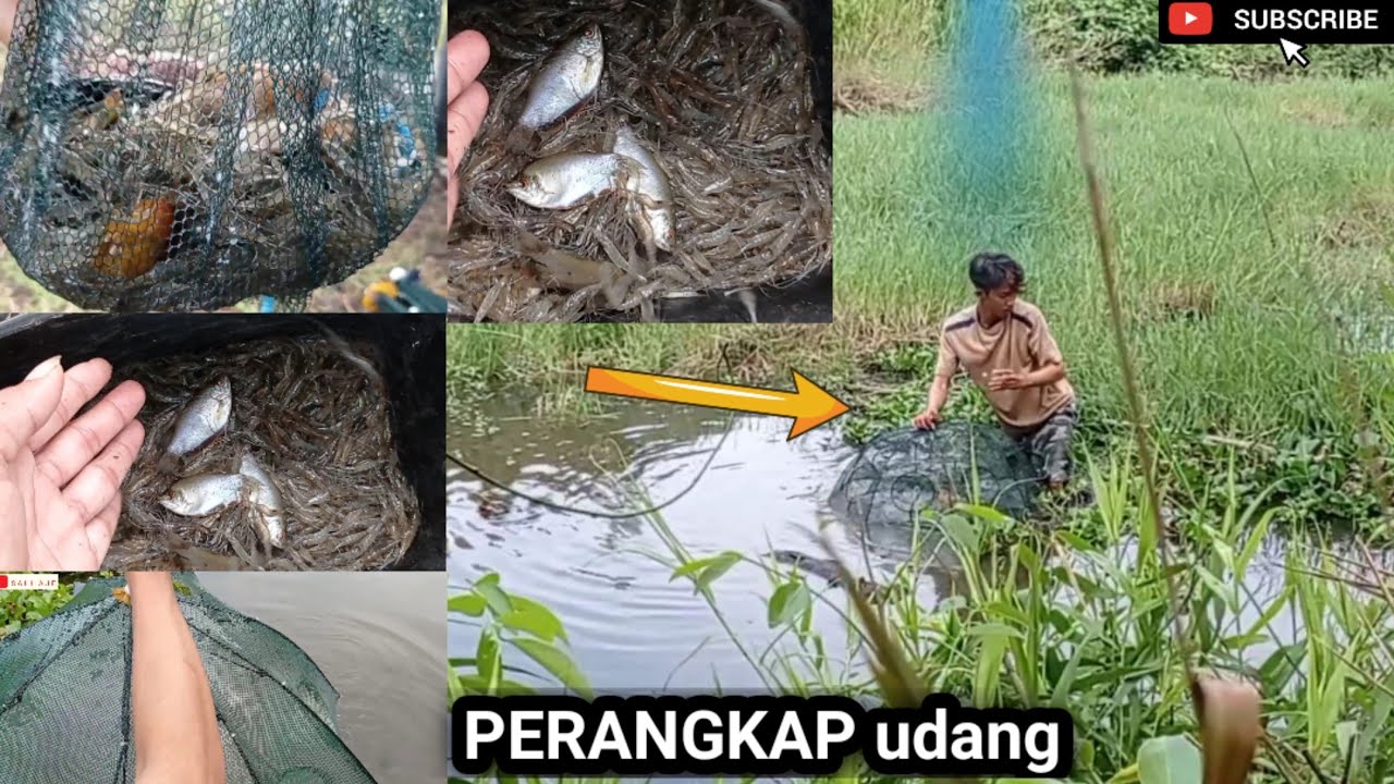 PERANGKAP UDANG ! dapat udang banyak hanya menggunakan bubu waring ...