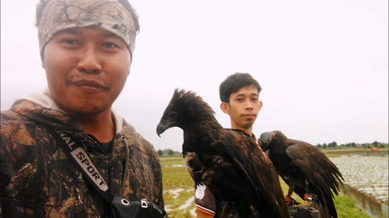 Real Hunting CHE DM. #elangbrontok#burungelang #hunting#vídeoviral # ...