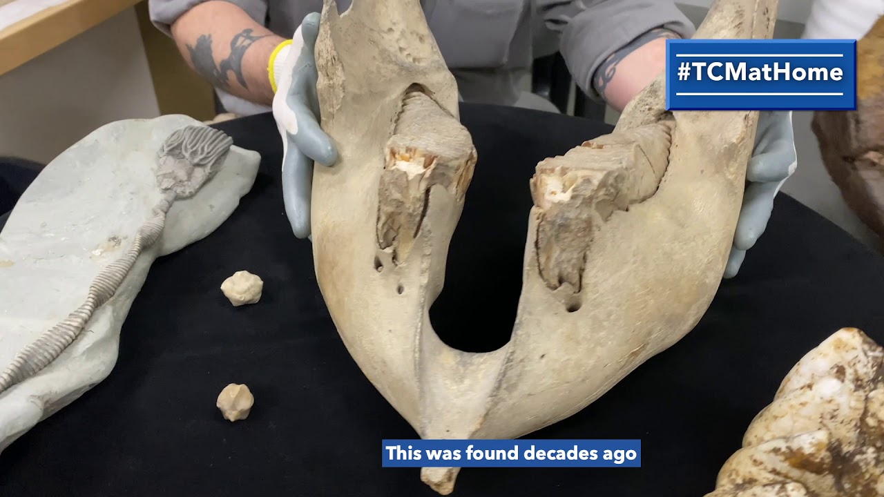 Collections: Indiana Fossils | Museum at Home - YouTube