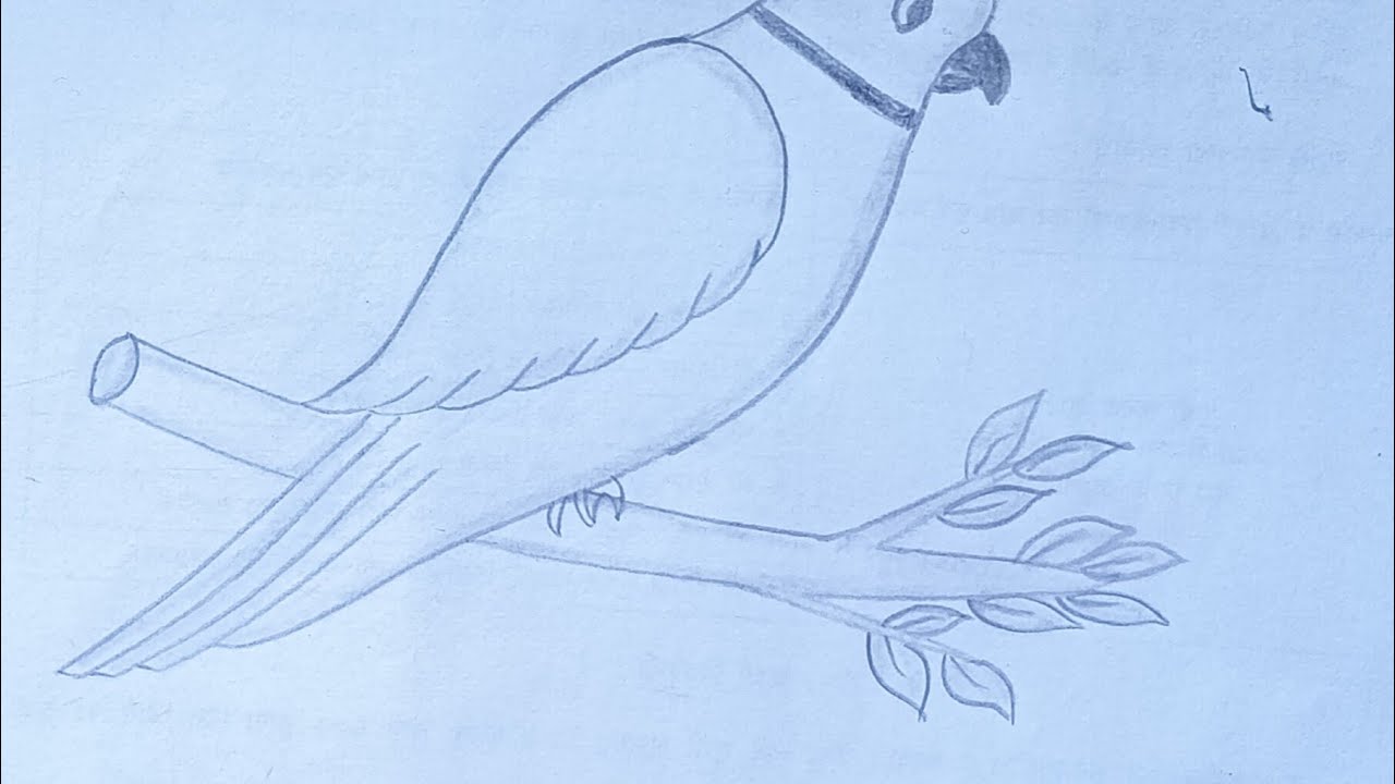 easy drawing of parrot 🦜 step by step - YouTube