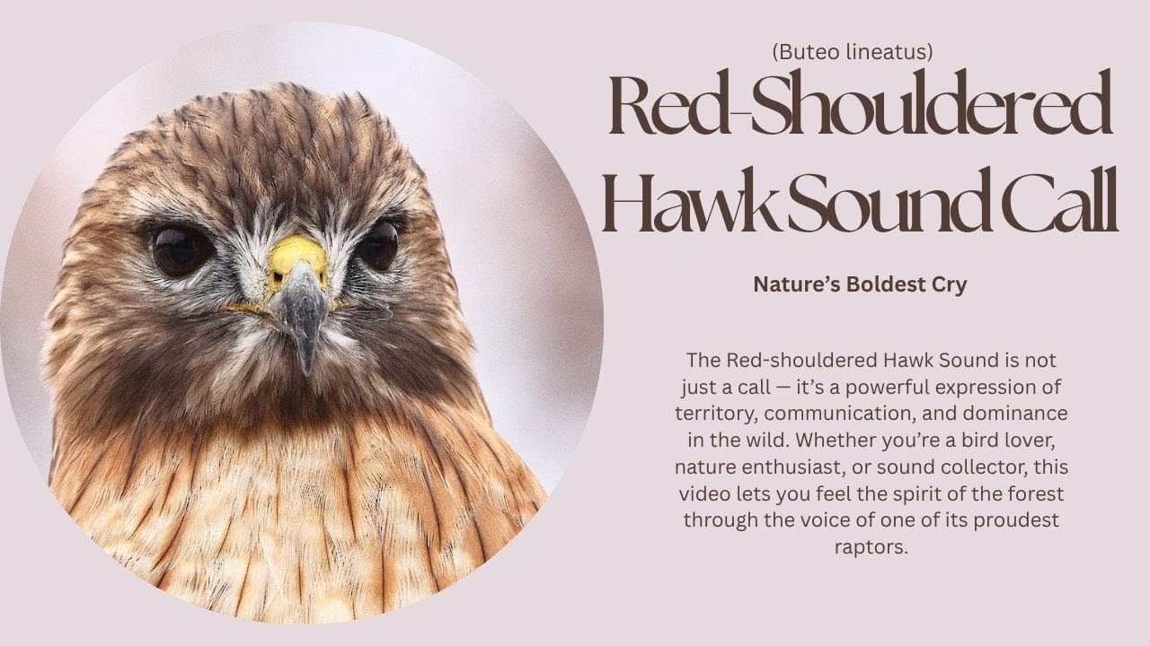 Red Shouldered Hawk Sound Call - The Powerful Voice in the Wild - YouTube