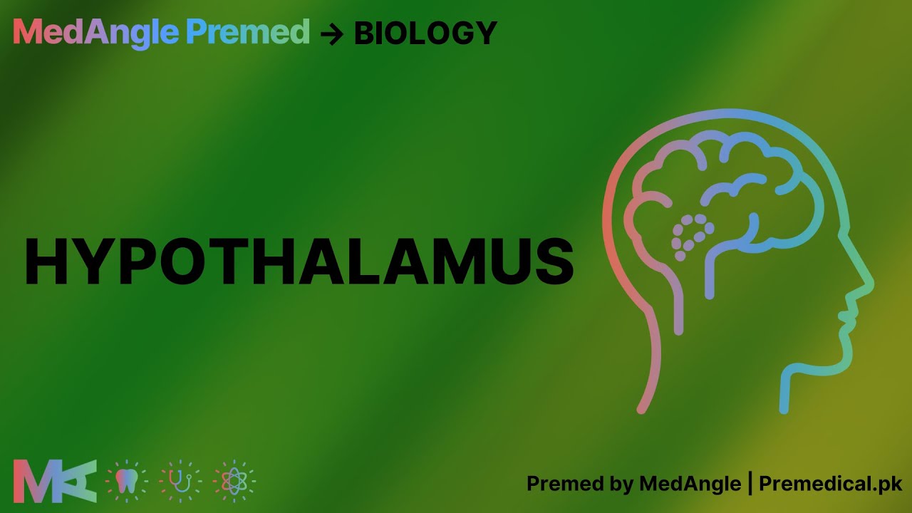 Hypothalamus | Premed by MedAngle - YouTube